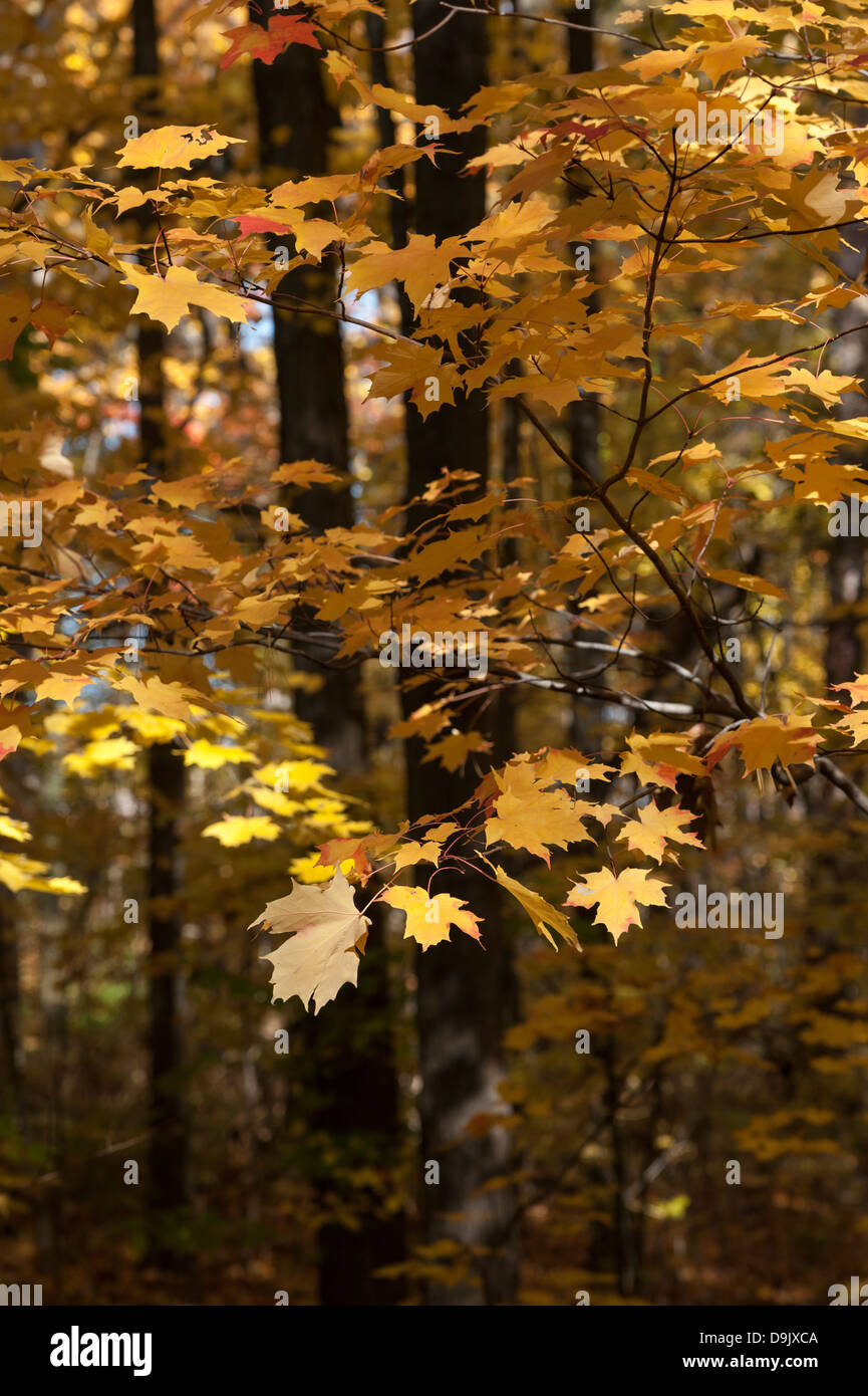 Fall Colours of Ontario, Canada Stock Photo - Alamy