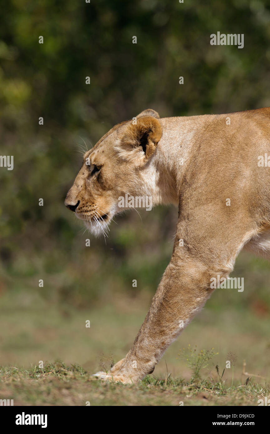 Body africa female hi-res stock photography and images - Alamy