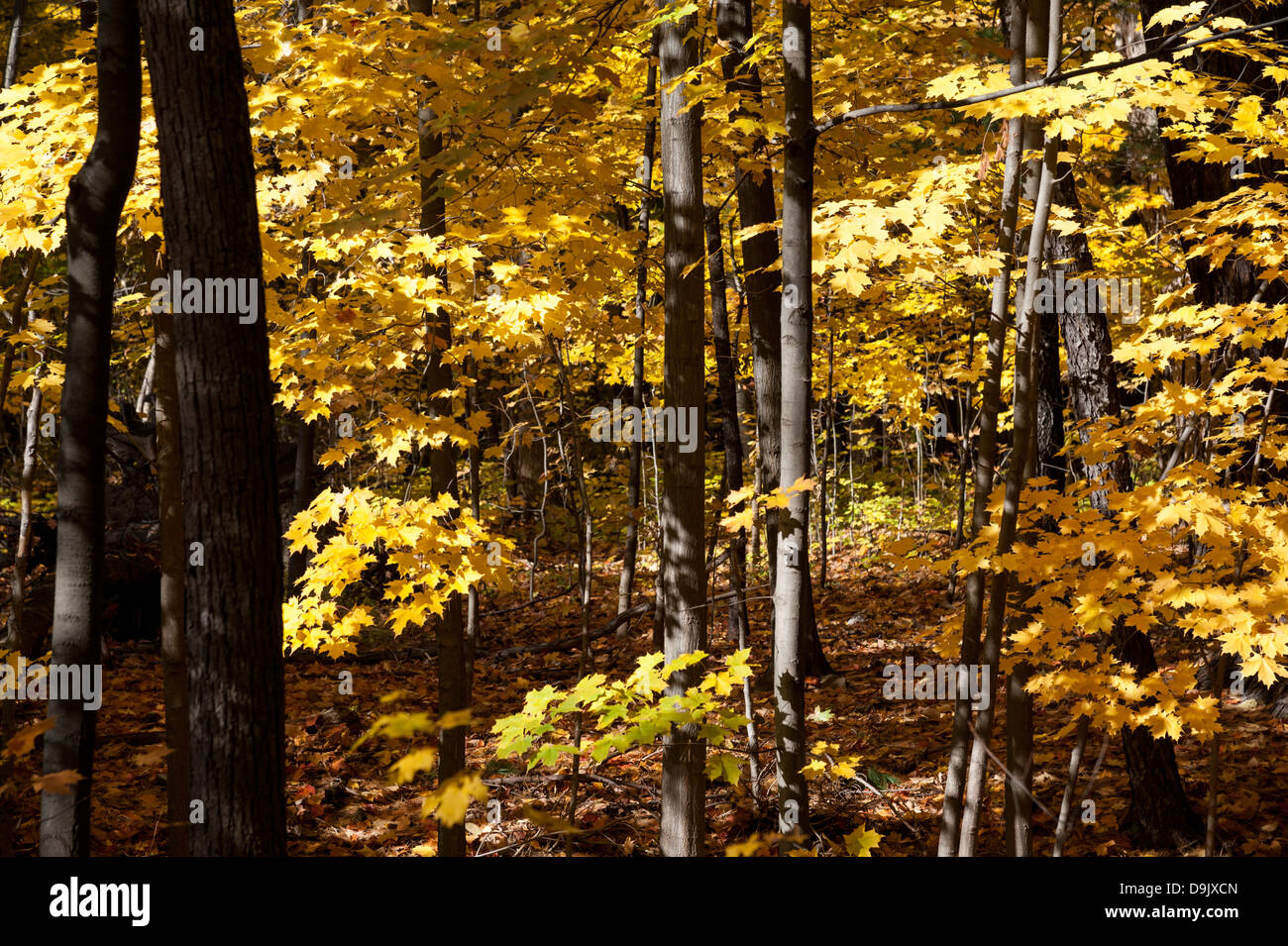 Fall Colours of Ontario, Canada Stock Photo - Alamy
