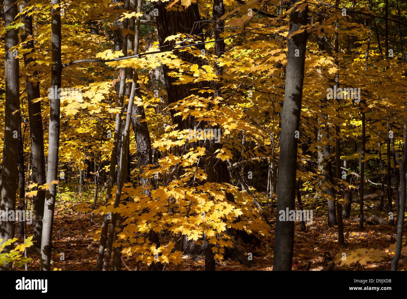 Fall Colours of Ontario, Canada Stock Photo - Alamy