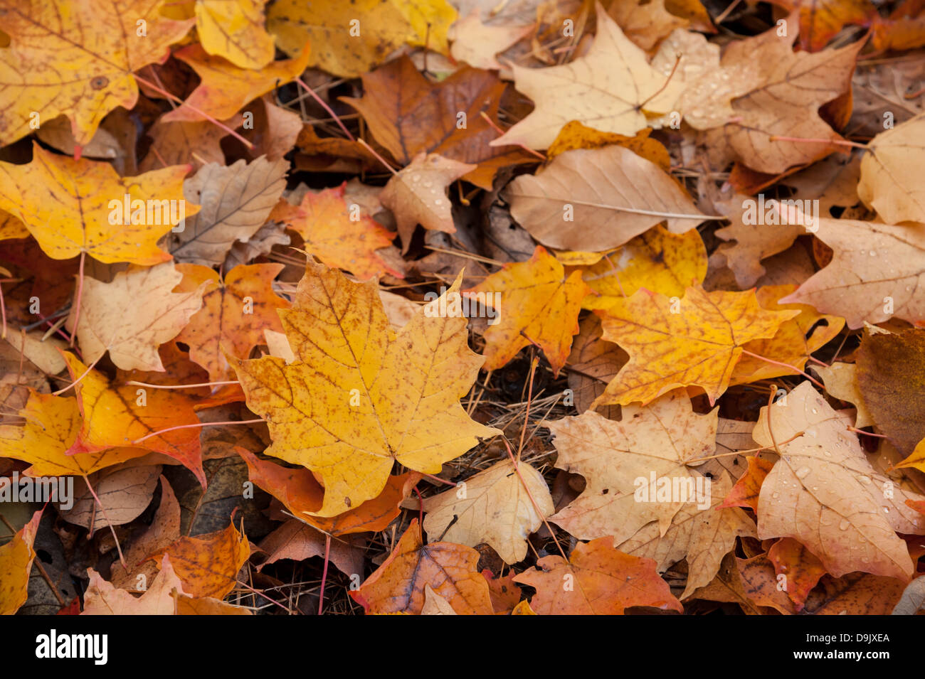 Fall Colours of Ontario, Canada Stock Photo - Alamy