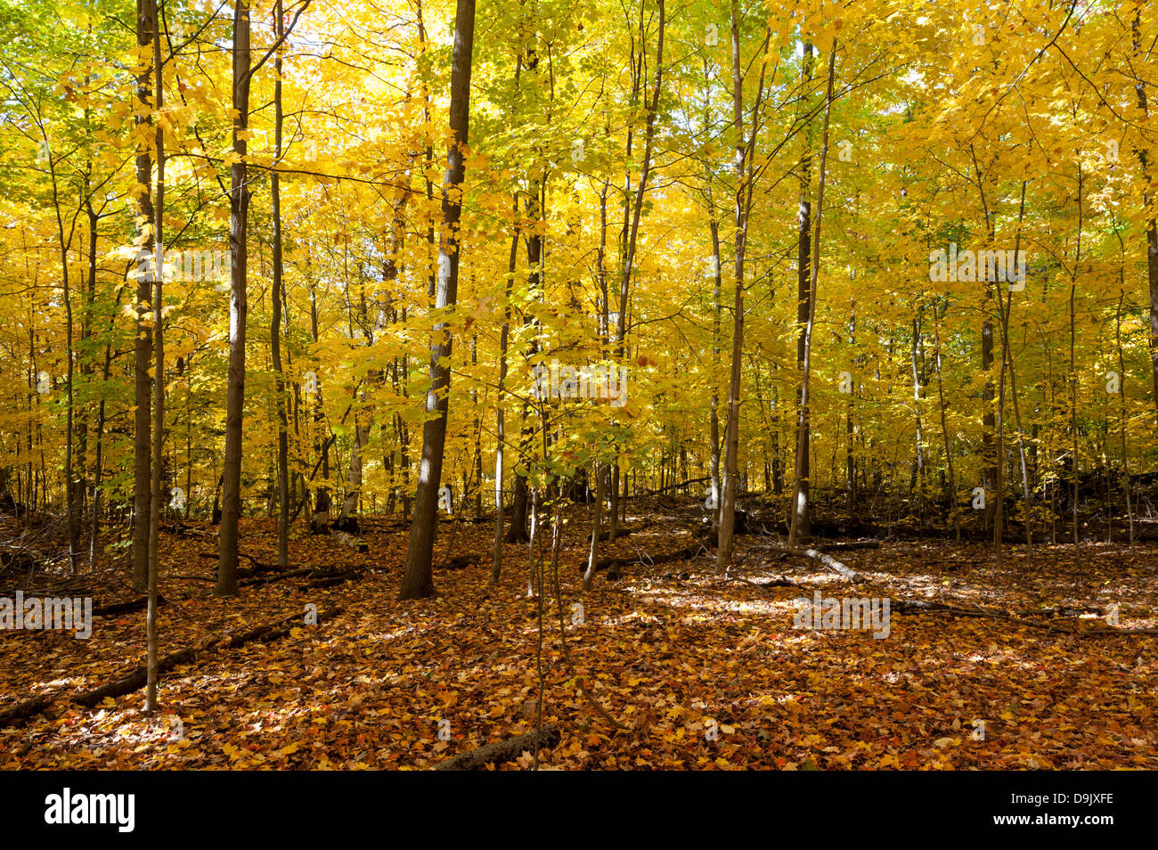 Fall Colours of Ontario, Canada Stock Photo - Alamy