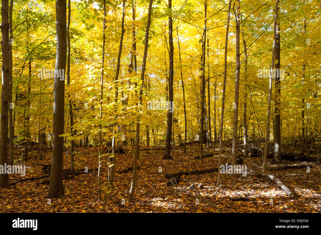 Fall Colours of Ontario, Canada Stock Photo - Alamy