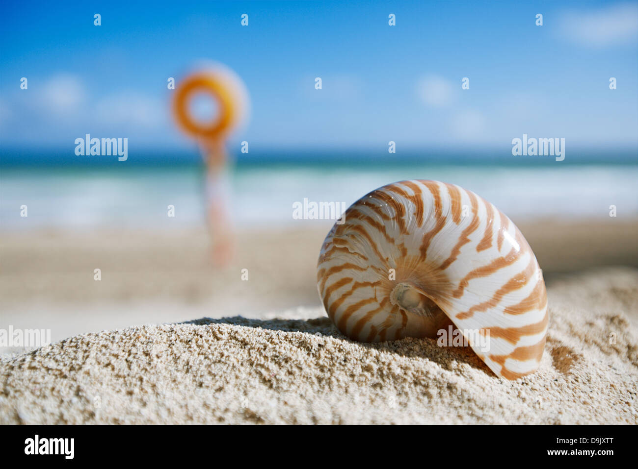 small nautilus shell on beach against blue sea , shallow dof Stock ...