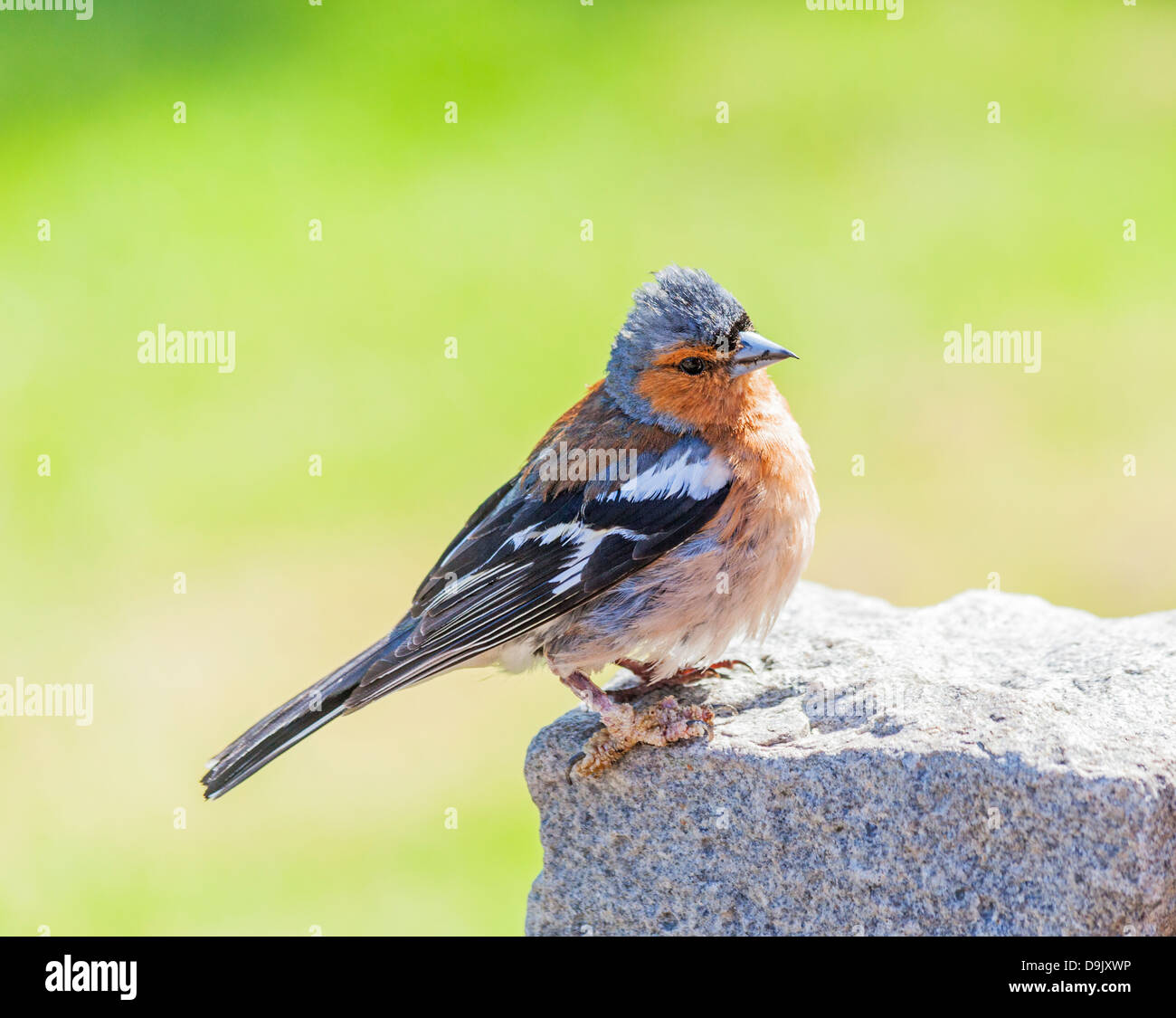 Deformed leg hi-res stock photography and images - Alamy