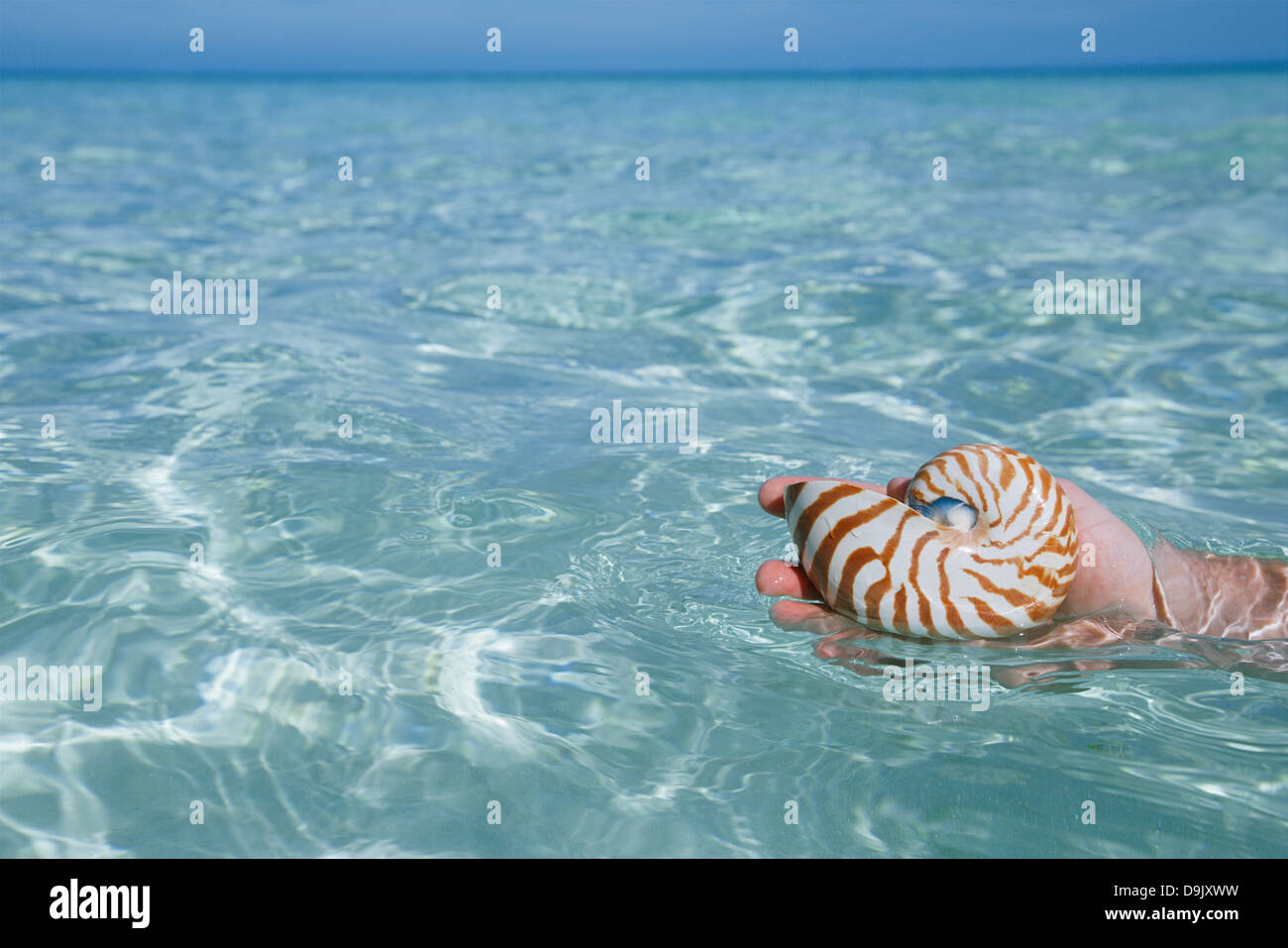 man hand holding nautilus shell in clear blue water sea,, shallow dof ...