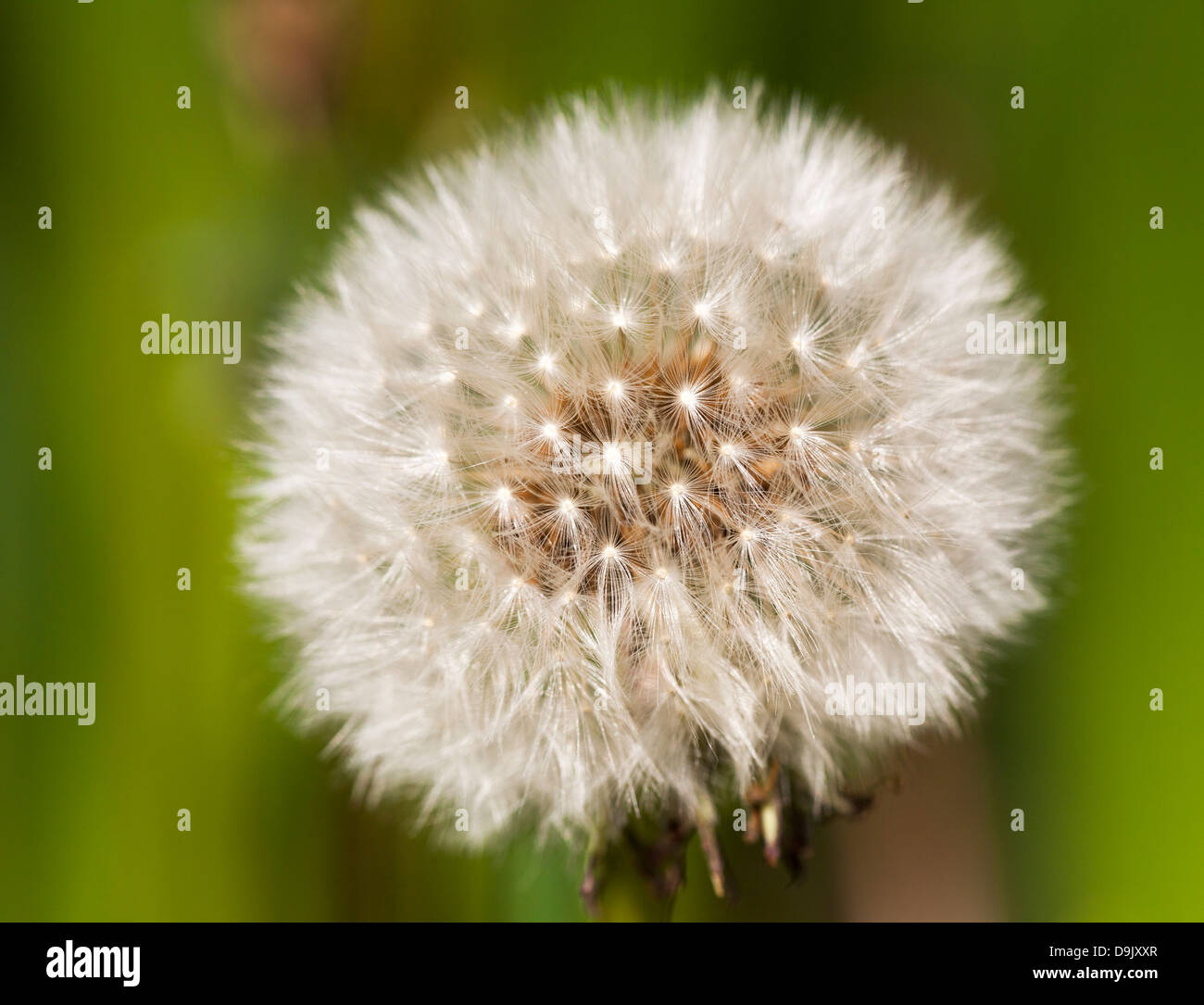 Dandelion seed head, or dandelion clock; close-up against a green ...