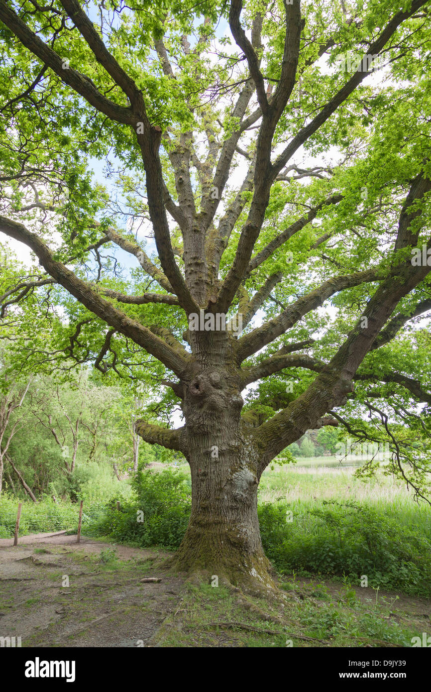 250 year old oak tree (Quercus robur) at Frensham Little Pond, Surrey ...