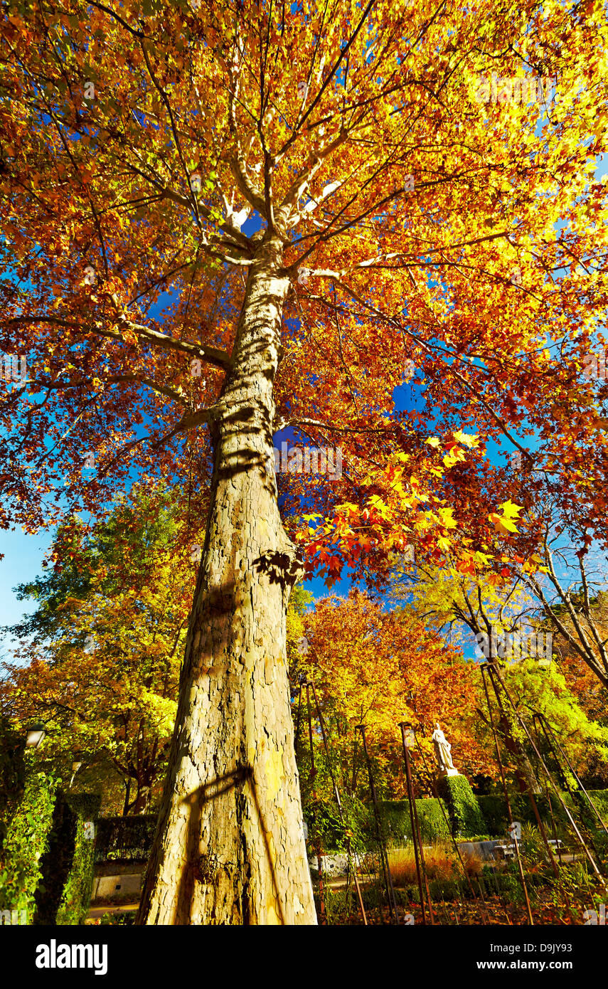 Plane tree (Platanus x hispanica) in autumn at the Botanical Garden ...