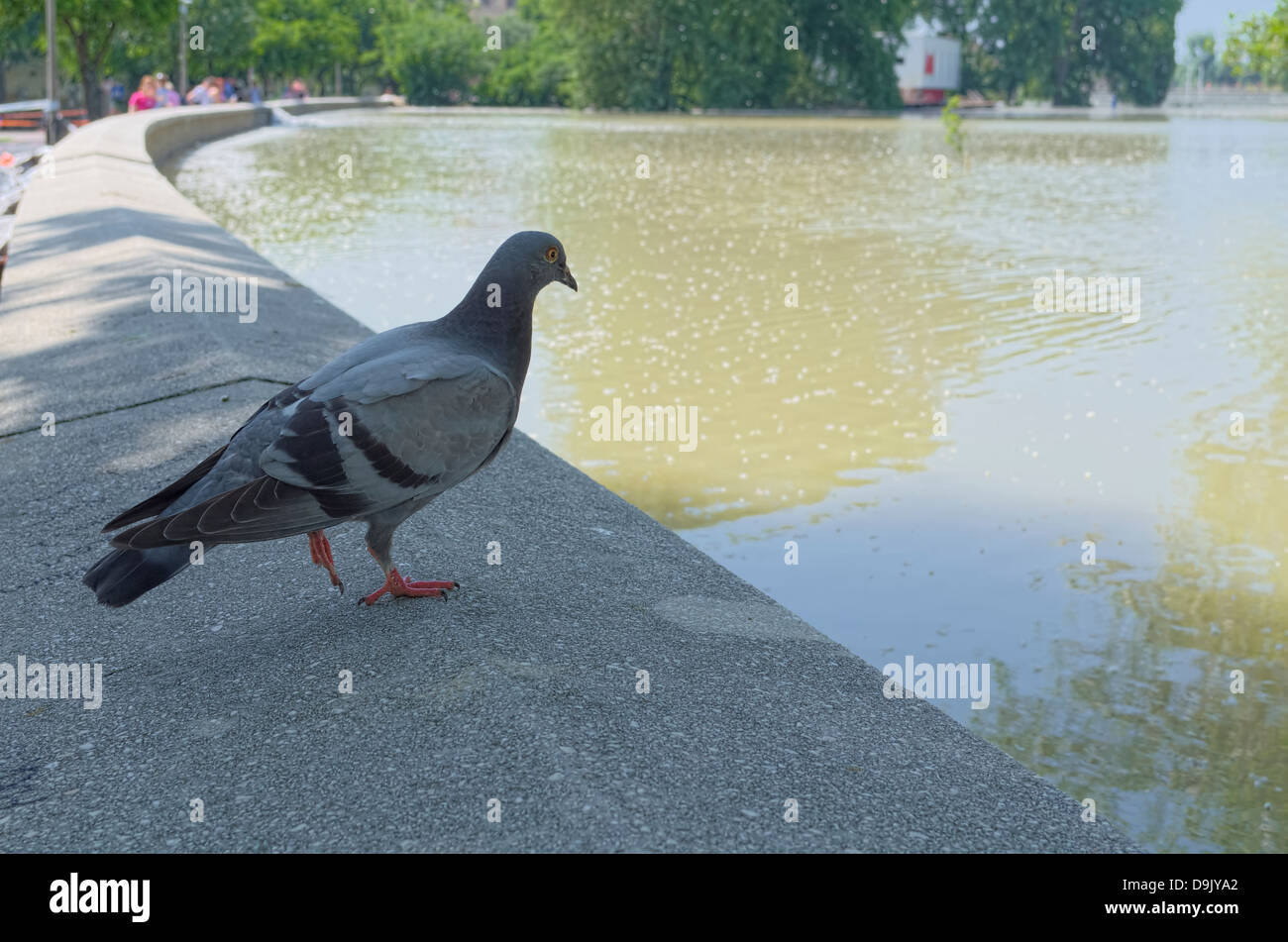 Stop the pigeon hi-res stock photography and images - Alamy
