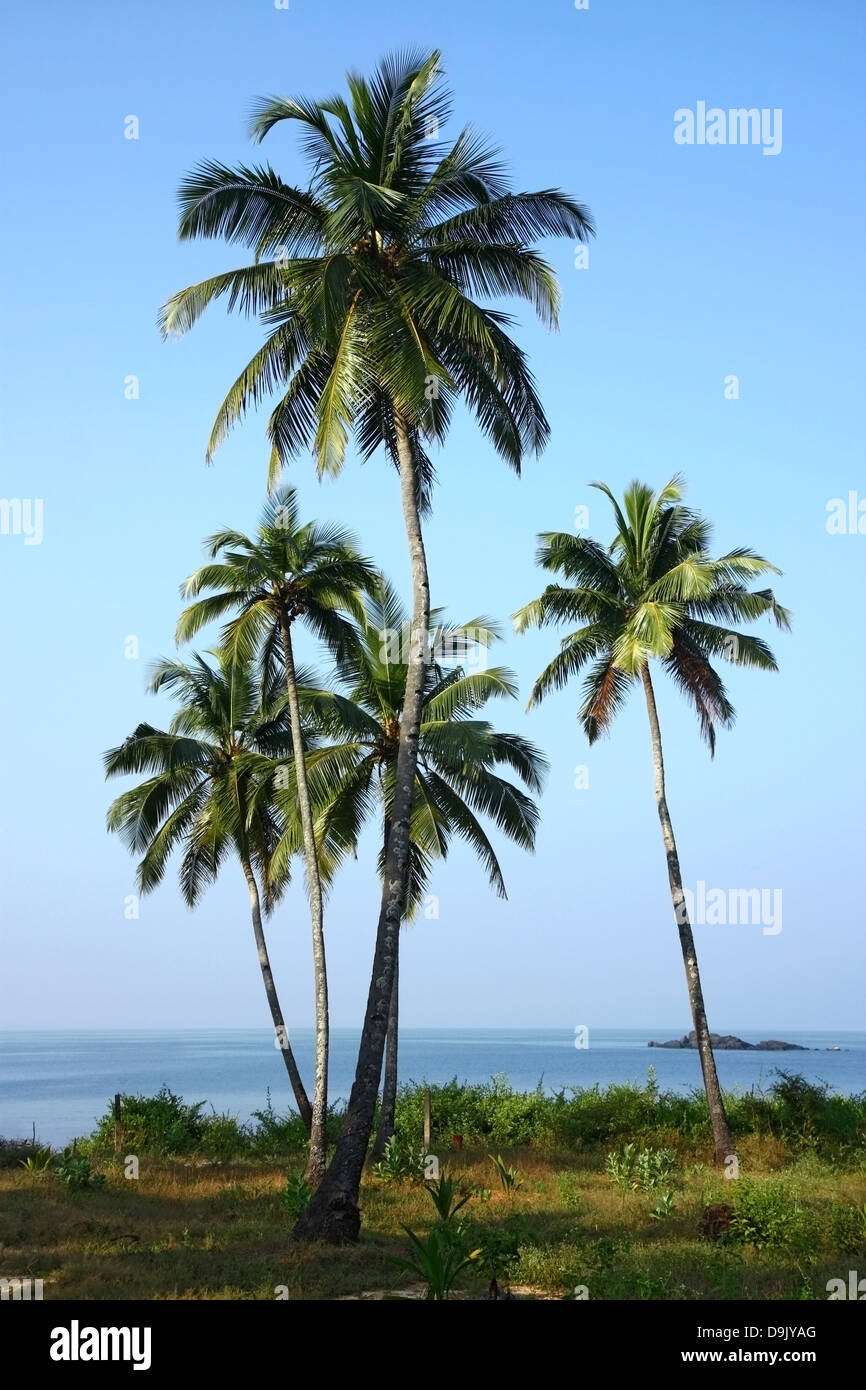 group of coconut palm plantation in Goa, India Stock Photo - Alamy