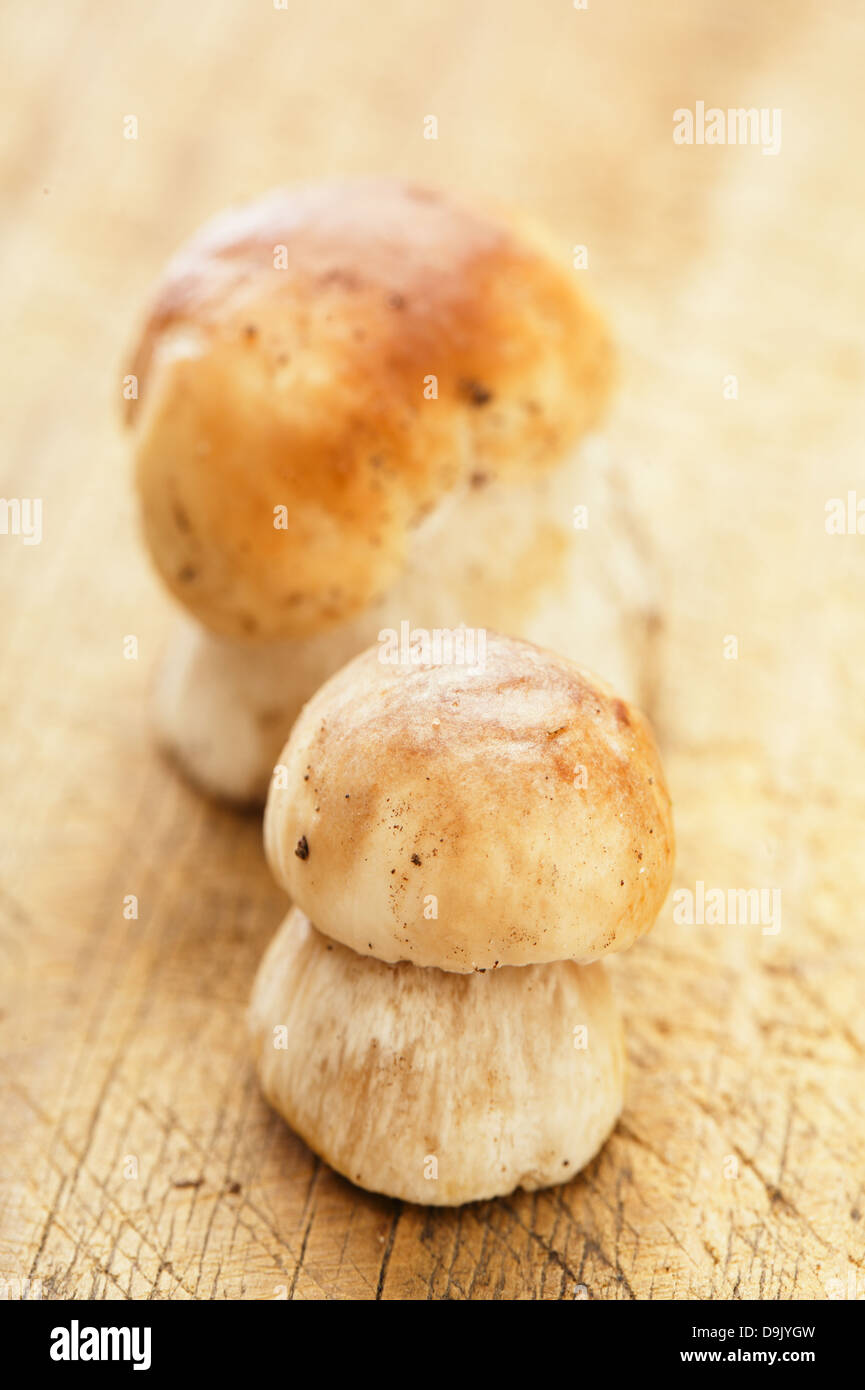 Three penny bun mushrooms hi-res stock photography and images - Alamy