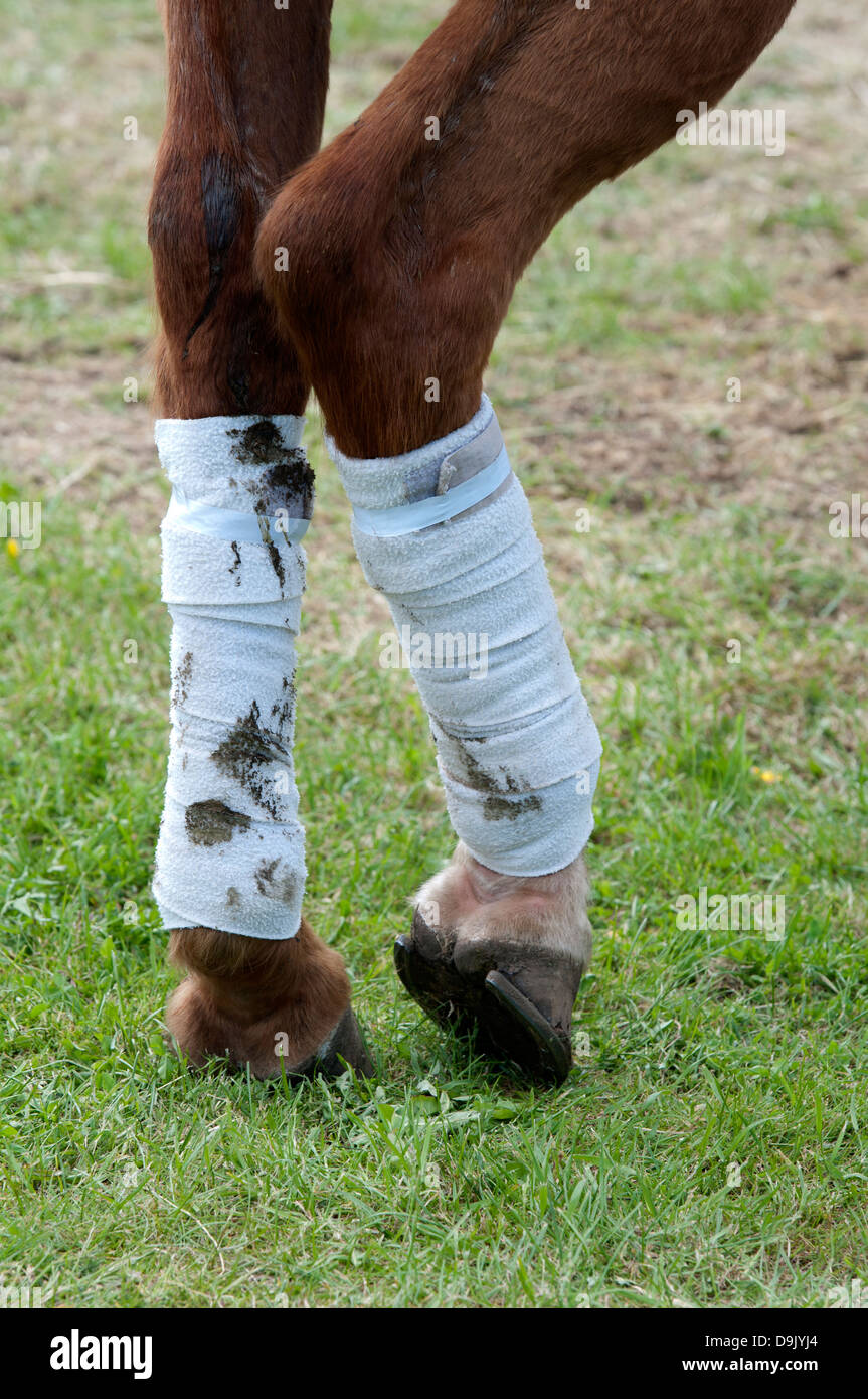 Horse hind legs hi-res stock photography and images - Alamy