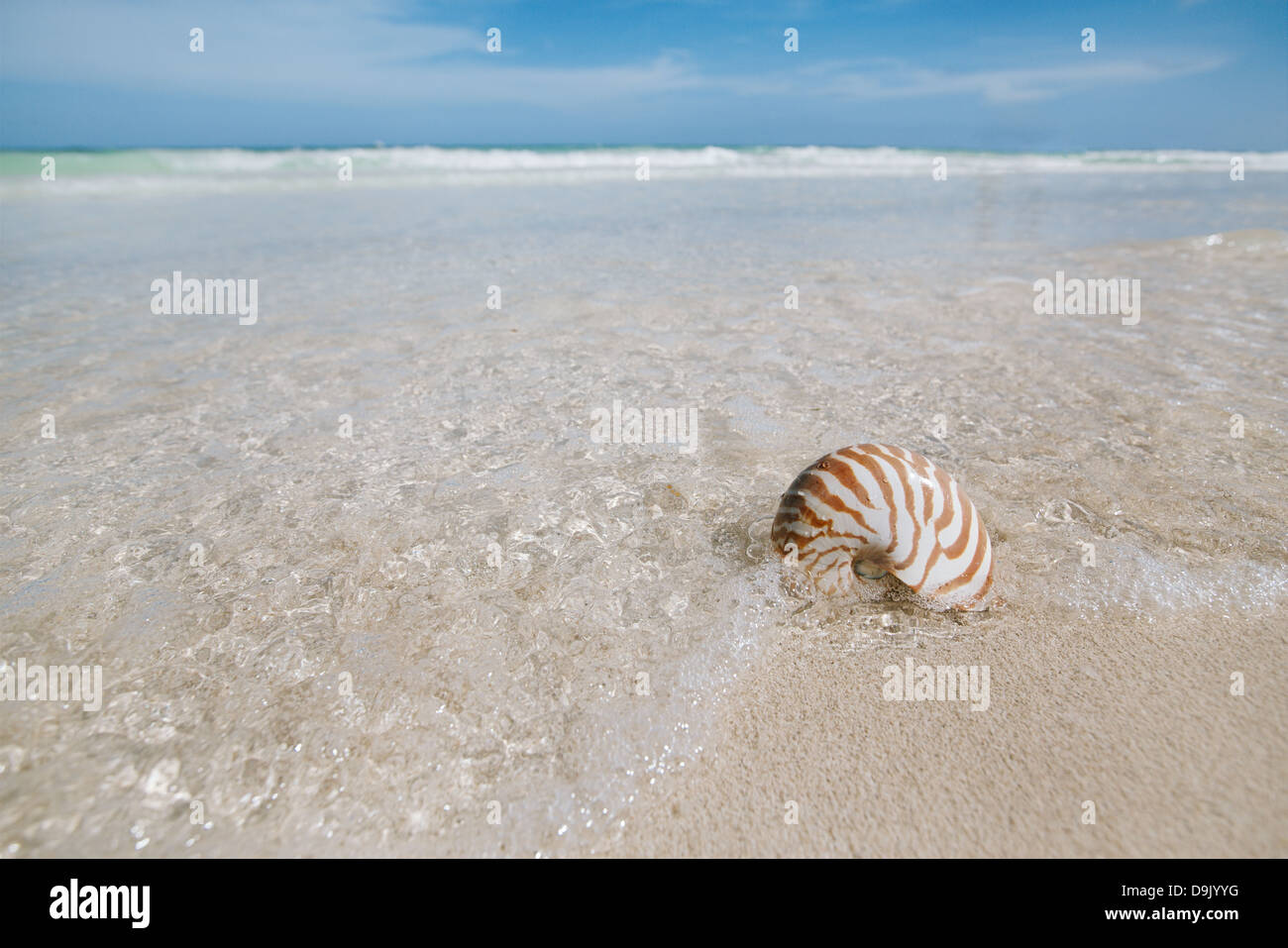 nautilus shell in blue sea wave, shallow dof Stock Photo - Alamy