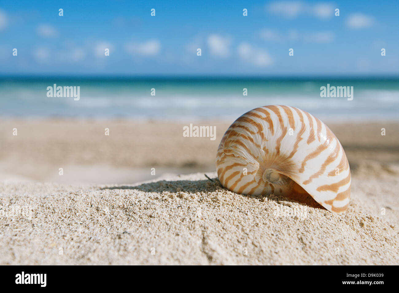 small nautilus shell with ocean , beach and seascape, shallow dof Stock ...