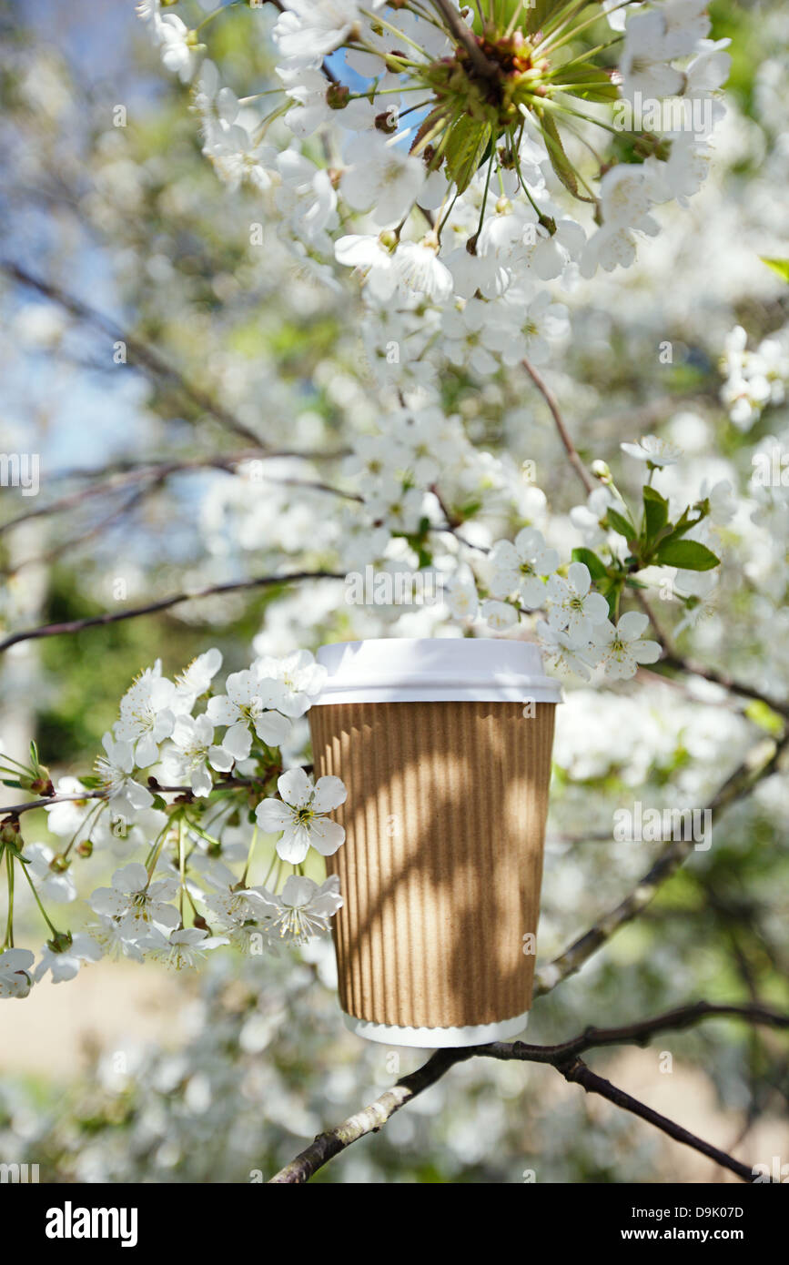 coffee in paper cup in Spring with blossom cherry flower sakura Stock ...