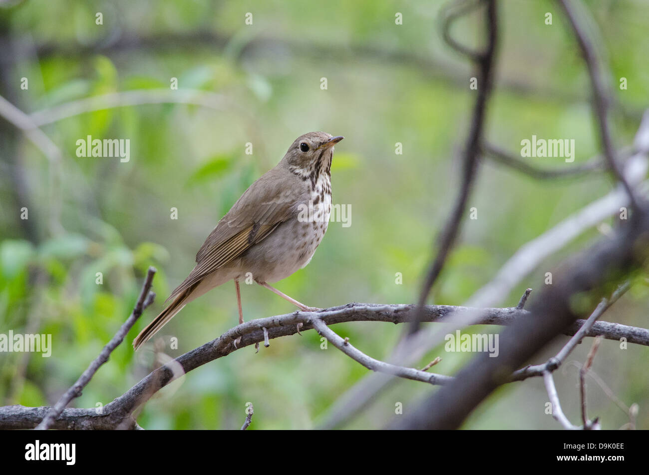 Hermit Thrush, (Catharus guttatus), Lower Gallinas Canyon, Black Range ...