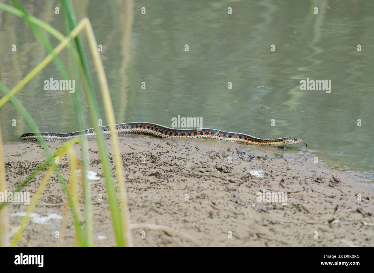 New Mexico Garter Snake, (Thamnophis sirtalis dorsalis), foraging for ...