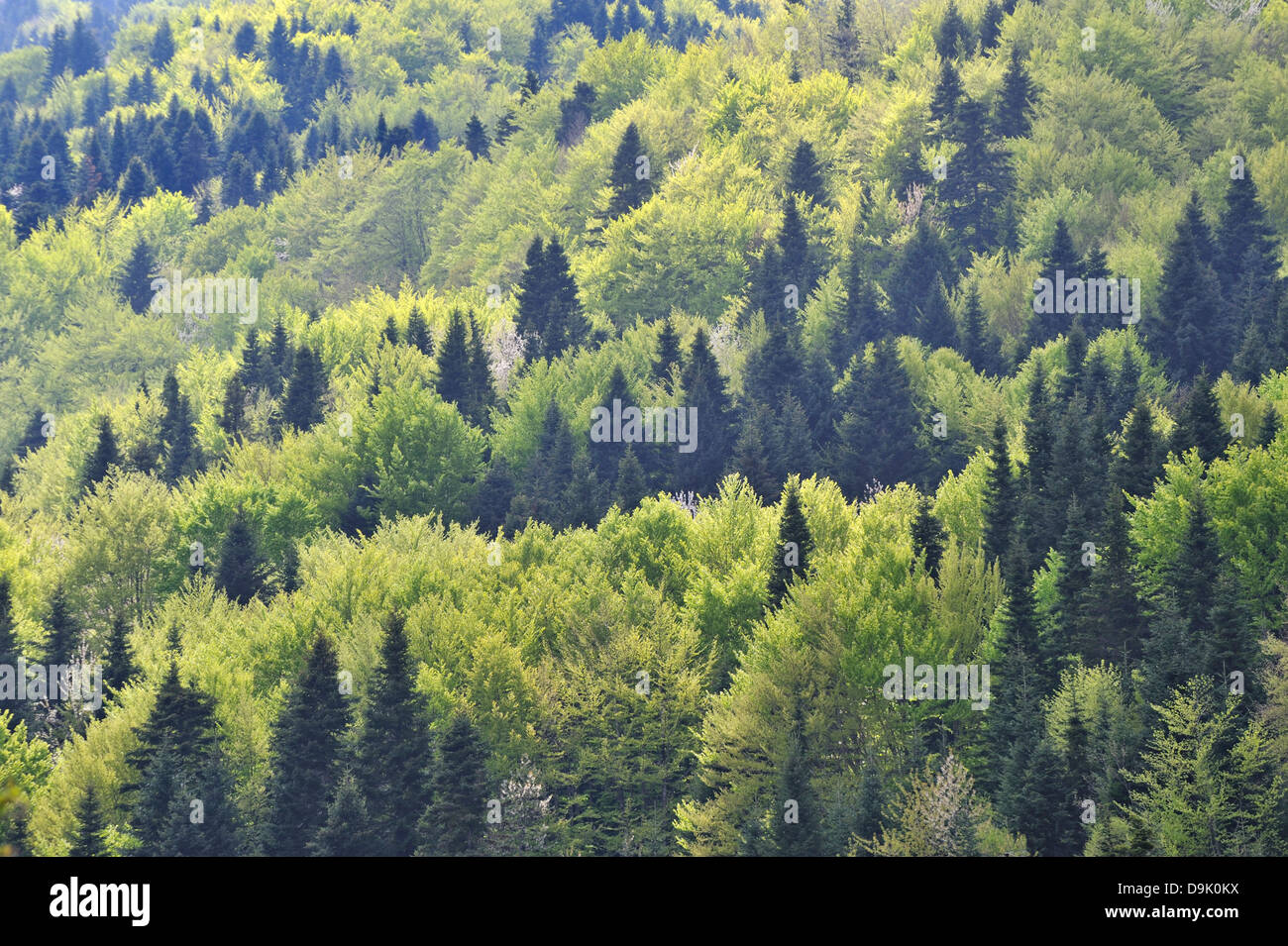 Landscape in Mavrovo National Park, Macedonia Stock Photo - Alamy