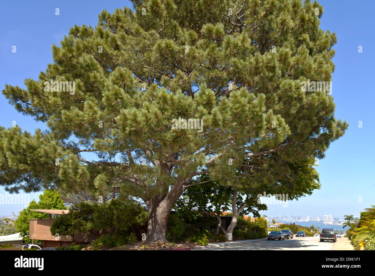 Large pine tree Point Loma with a view of San Diego California Stock ...