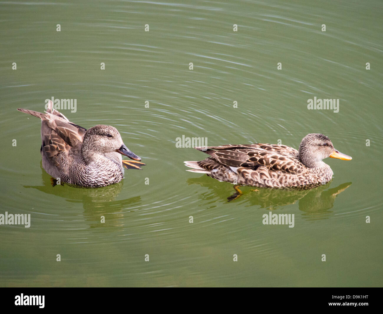Male gadwall markings hi-res stock photography and images - Alamy