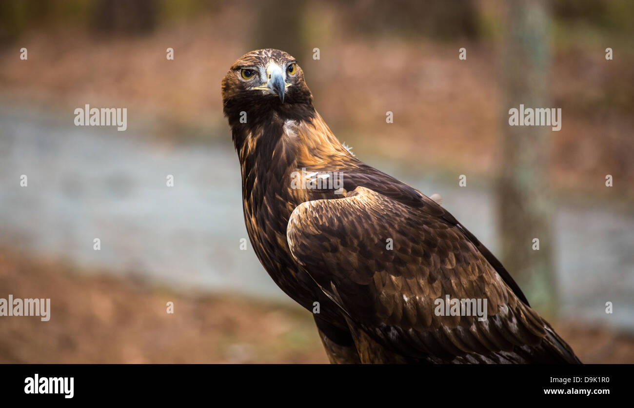 A Golden Eagle Searches for prey at the Carolina Raptor Center Stock Photo - Alamy