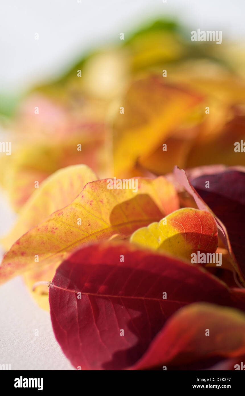 Nature gradation hi-res stock photography and images - Alamy