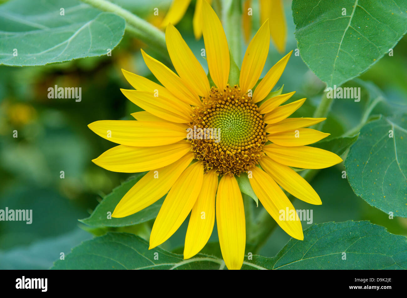Sunflower in the nature Stock Photo - Alamy