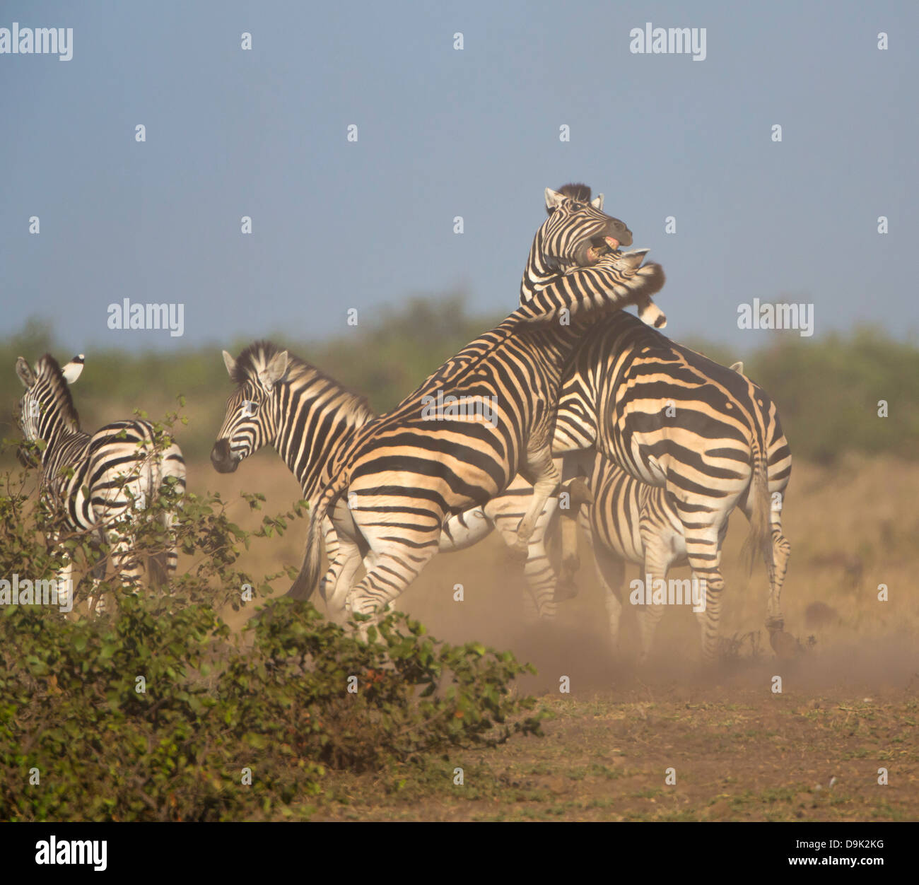 zebra fight in kruger national park Stock Photo - Alamy