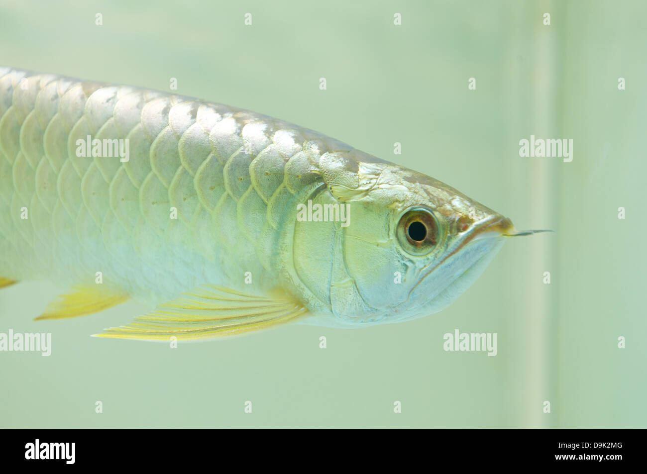 Asian arowana hi-res stock photography and images - Alamy