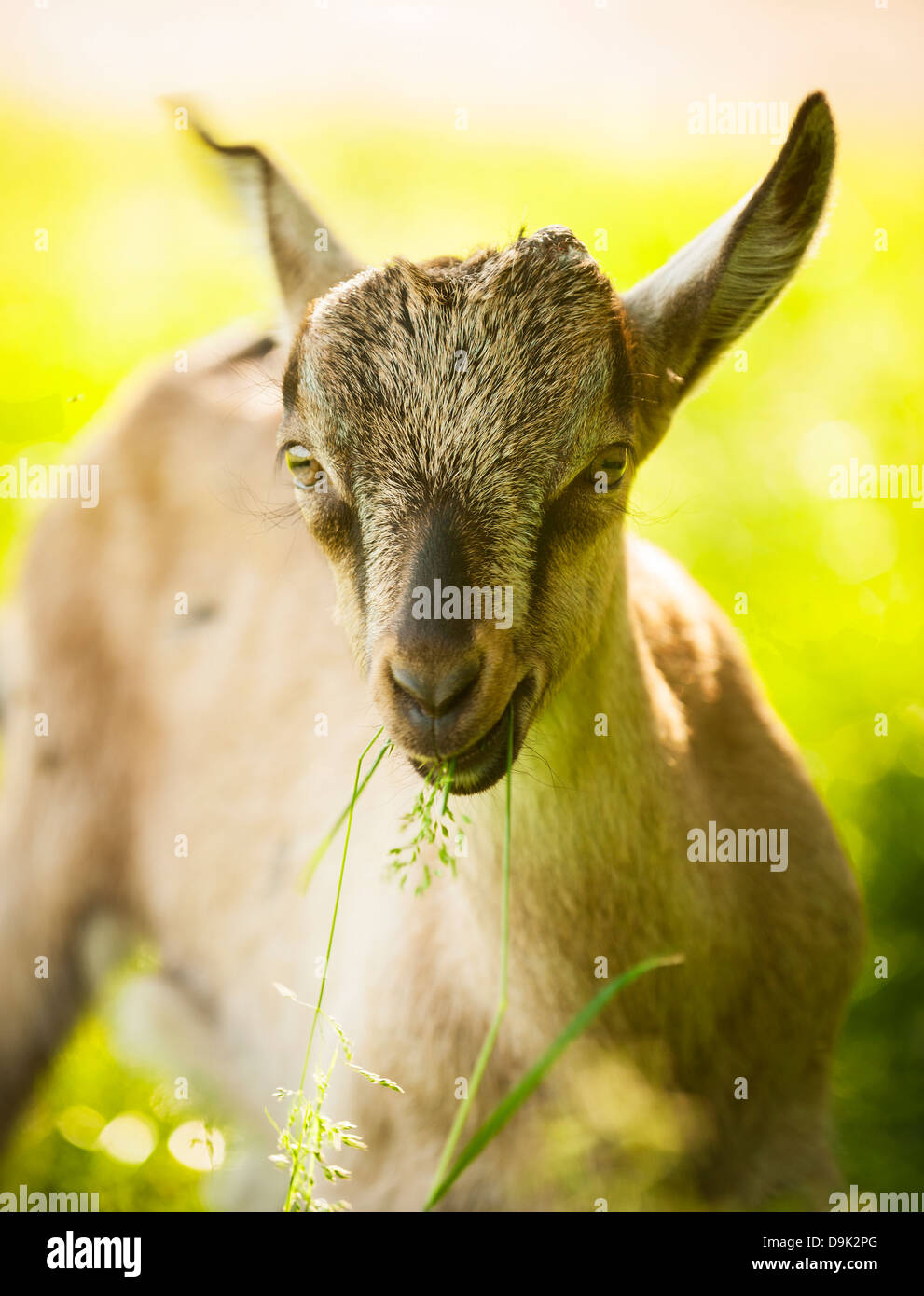 Goat eating grass hi-res stock photography and images - Alamy