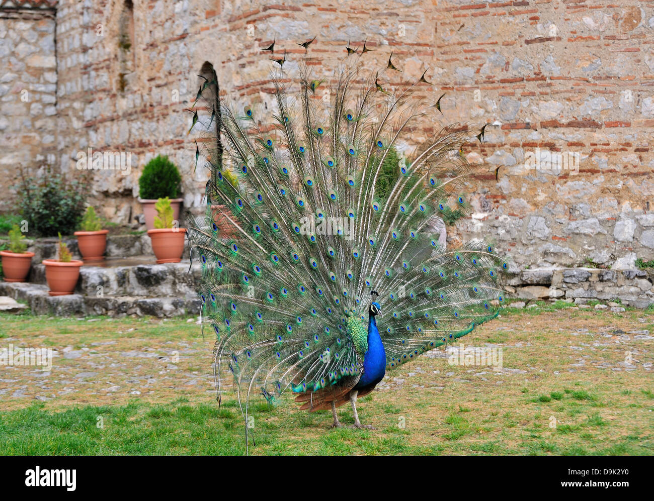 Peacock displaying at St Naum Monastery, Ohrid, Macedonia Stock Photo ...