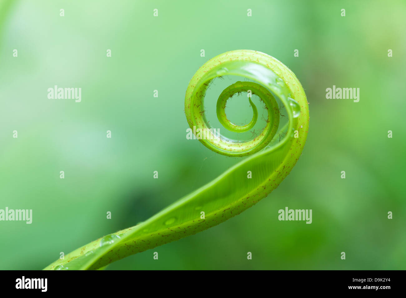 Unfolding fern leaf hi-res stock photography and images - Alamy