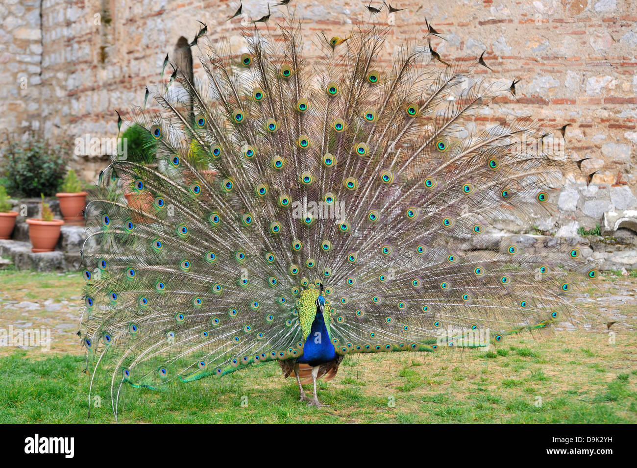 Peacock displaying at St Naum Monastery, Ohrid, Macedonia Stock Photo ...