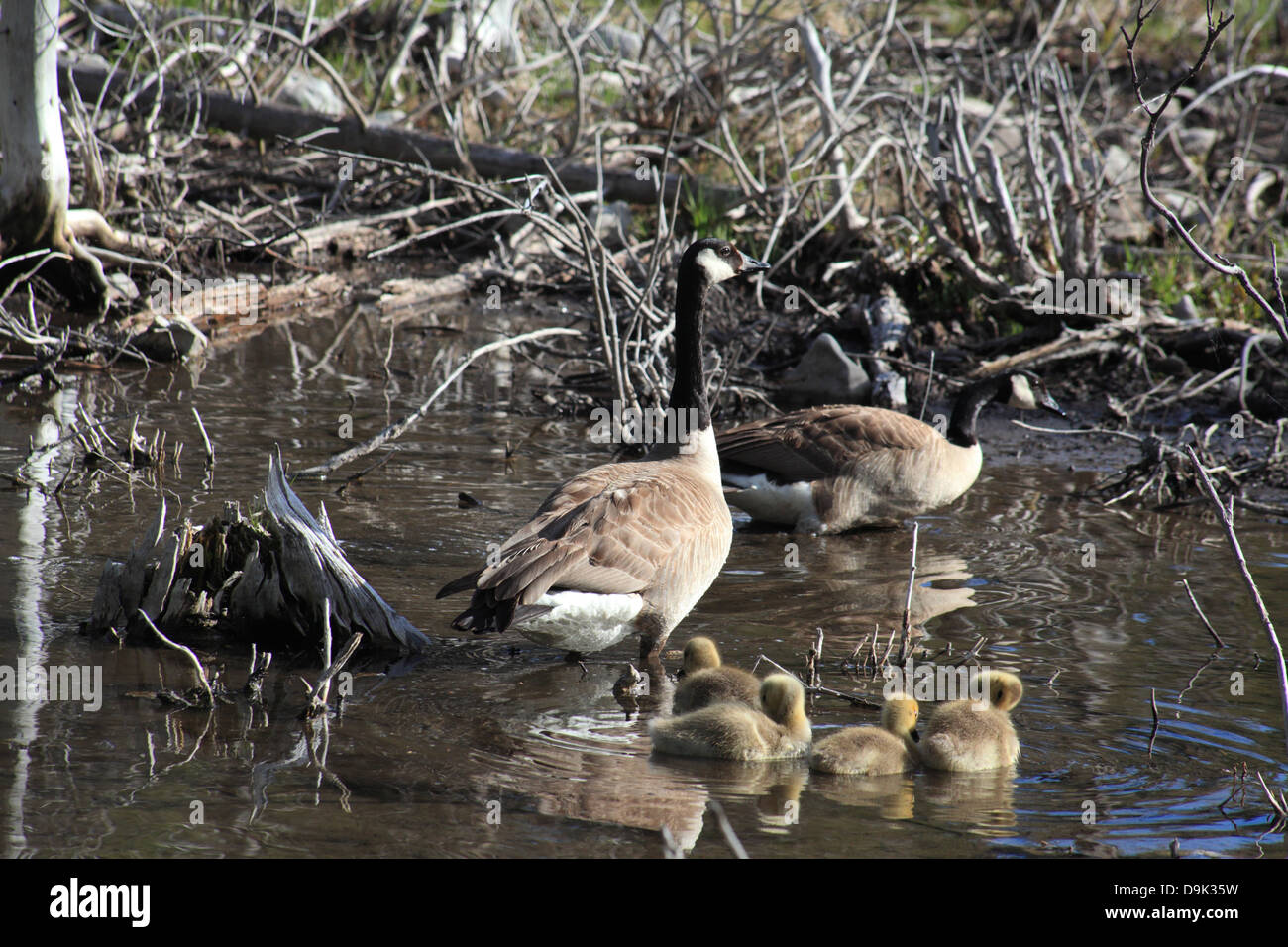 The complete Canada goose family Stock Photo - Alamy