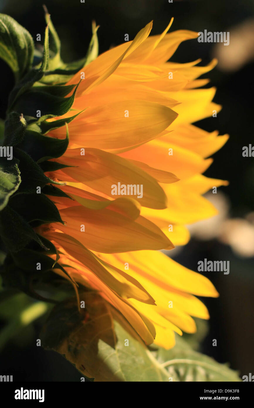 yellow flower sun sunflower petals green plant foliage garden Stock ...