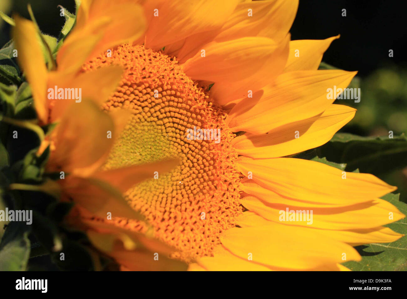 yellow flower sun sunflower petals green plant foliage garden Stock ...