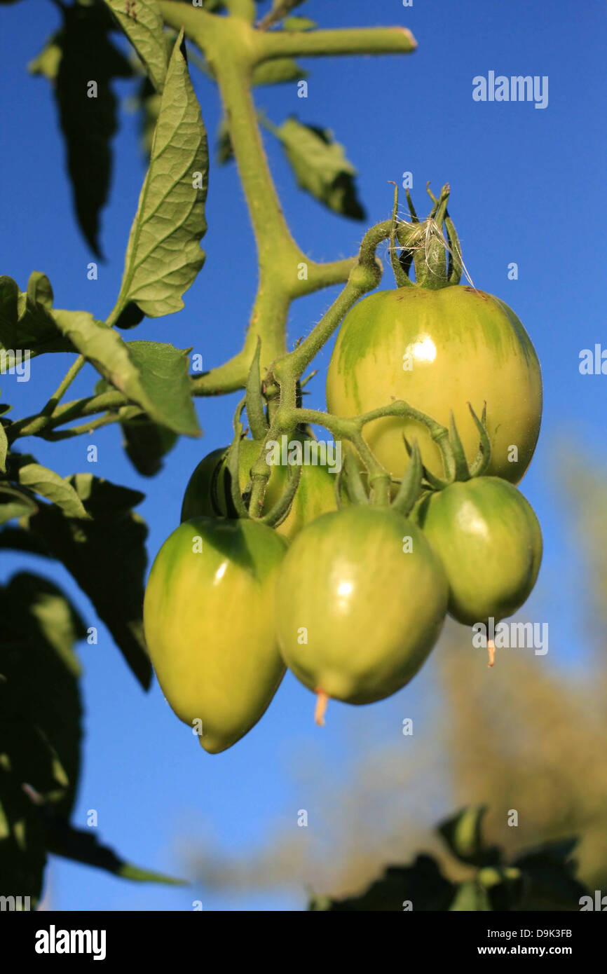green unripe ripe ripen tomato tomatoes vegetable garden food edible ...