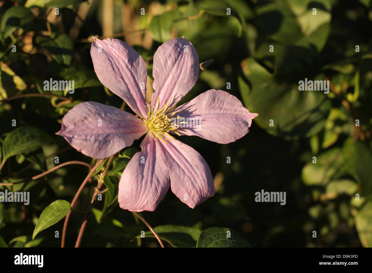purple flower outdoor garden Stock Photo - Alamy