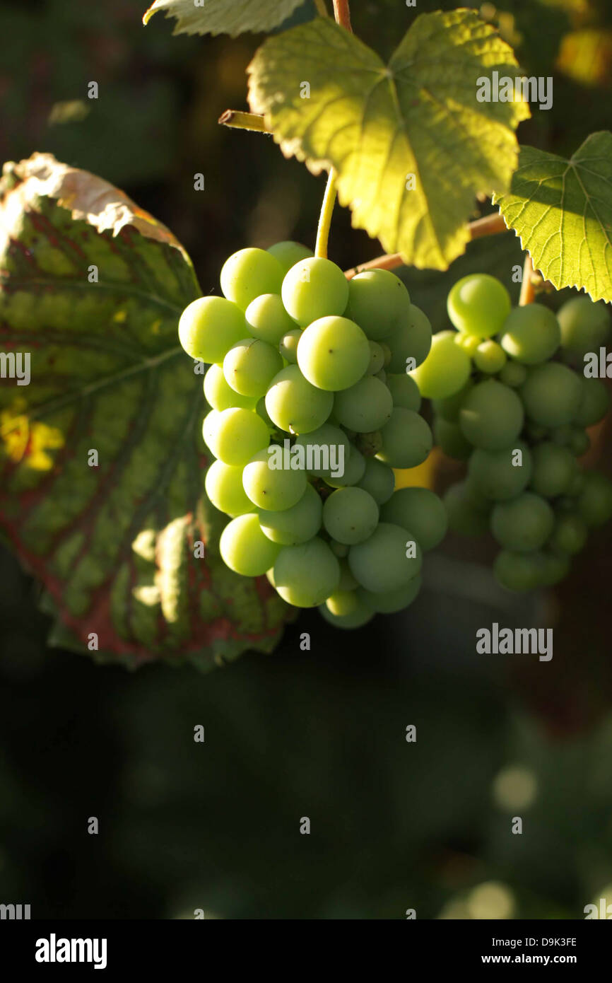 Shadow vine hi-res stock photography and images - Alamy