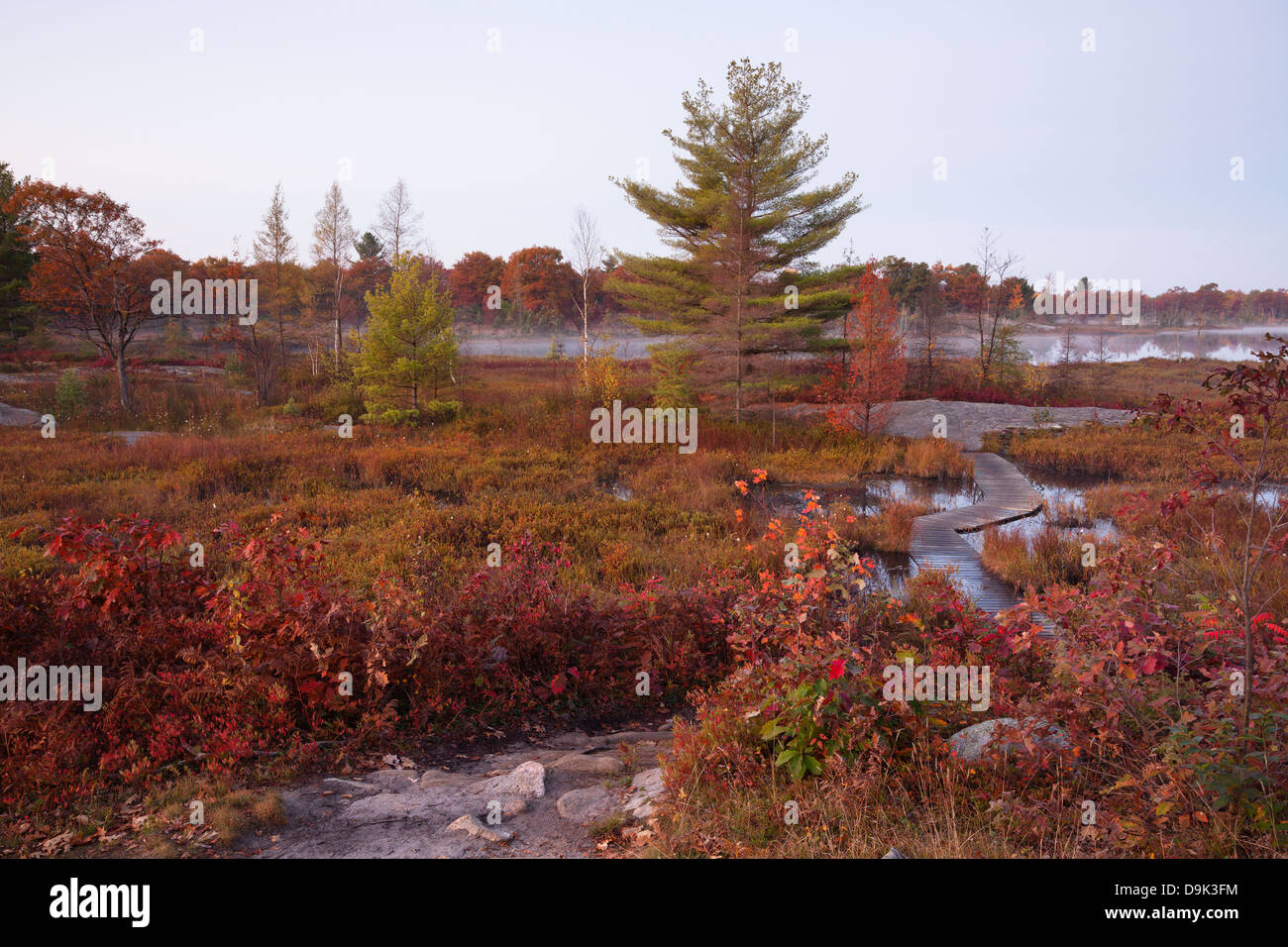 Muskoka pine hi-res stock photography and images - Alamy