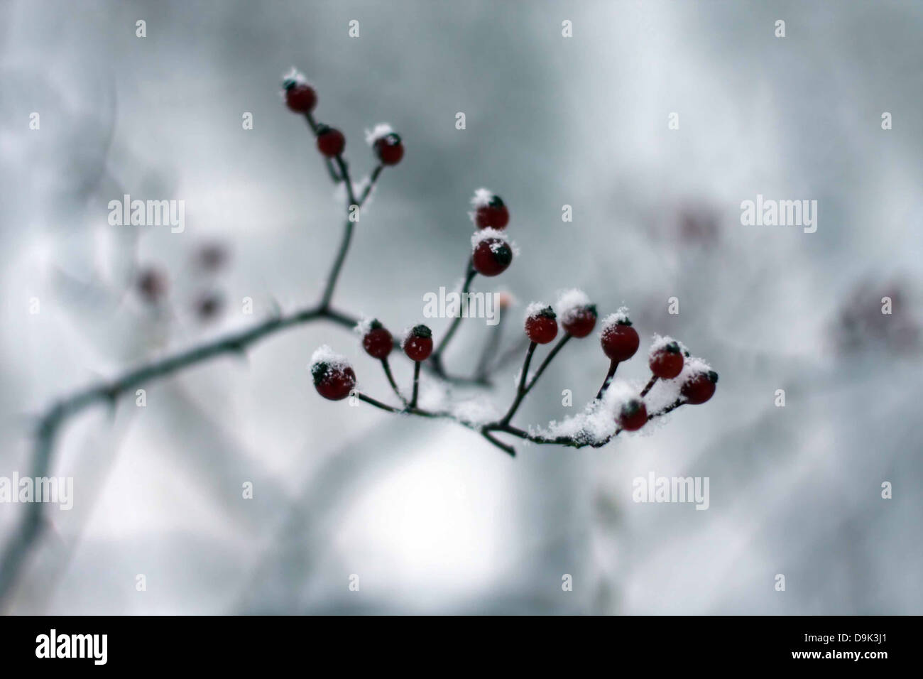 Berry berries hi-res stock photography and images - Alamy