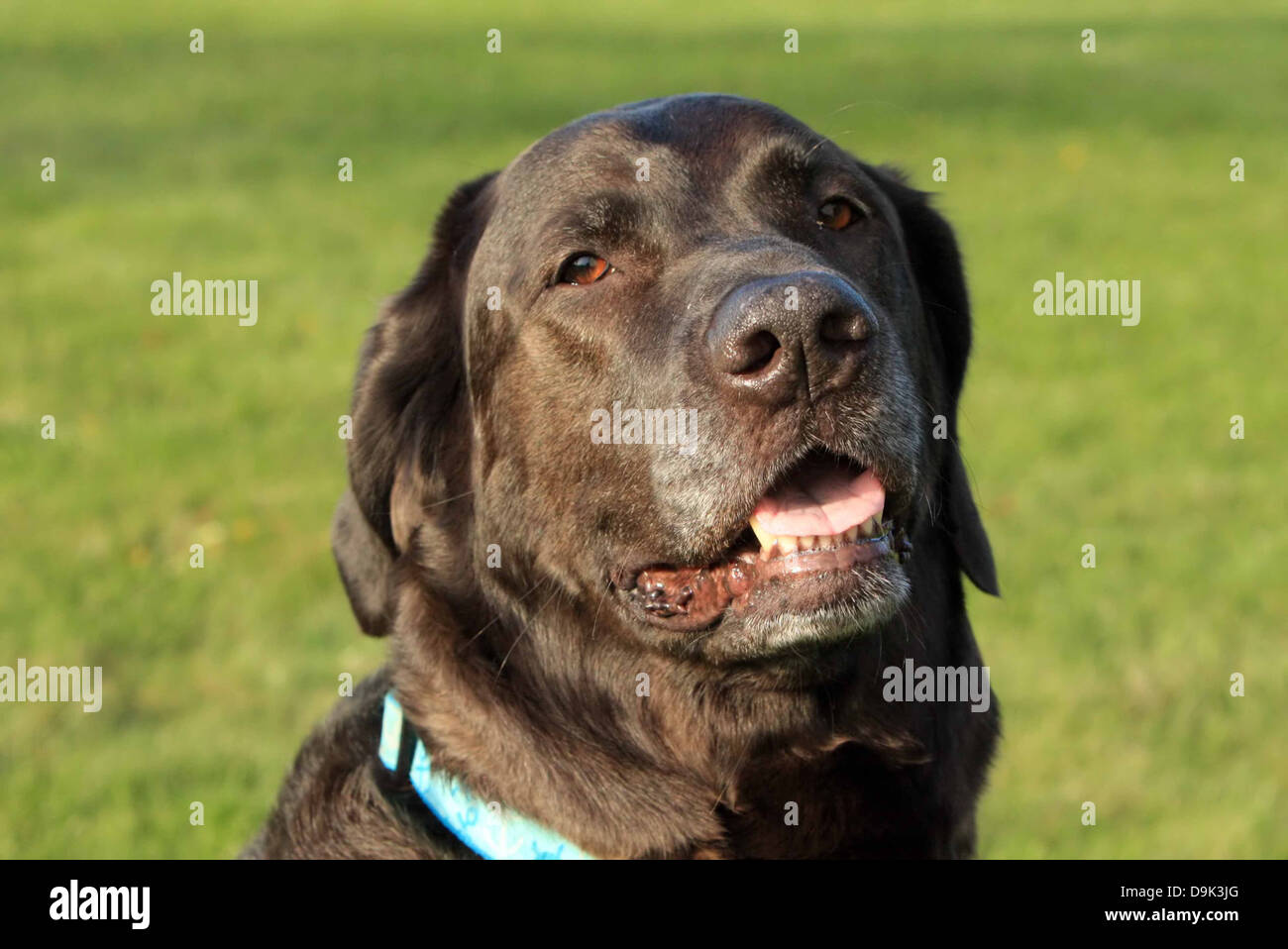 Black lab hi-res stock photography and images - Alamy