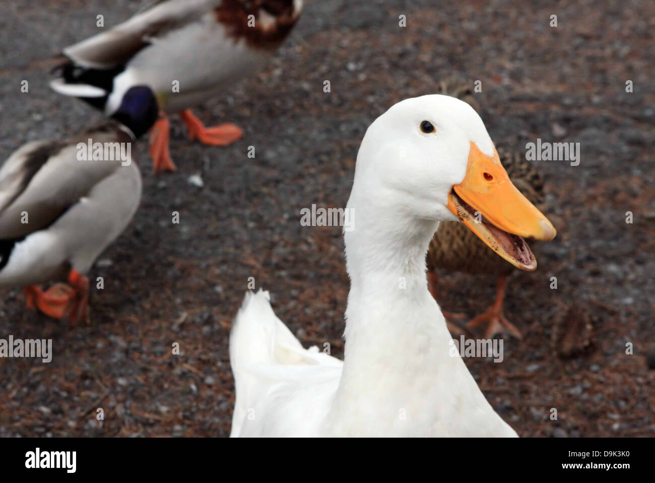 Animal pebble hi-res stock photography and images - Alamy