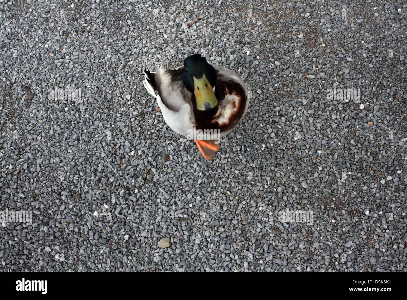 Animal pebble hi-res stock photography and images - Alamy