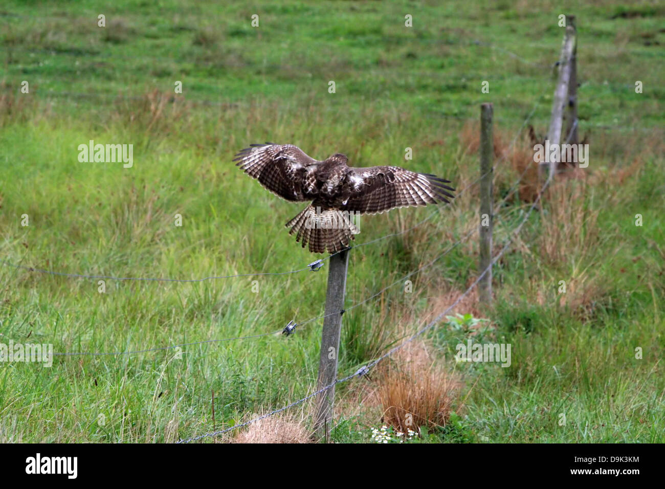 red tailed hawk bird farm rural fence animal fly wings Stock Photo - Alamy