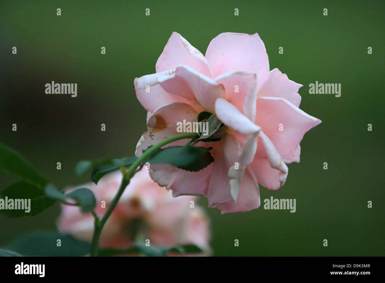 pink flower rose stem green garden plant foliage Stock Photo - Alamy