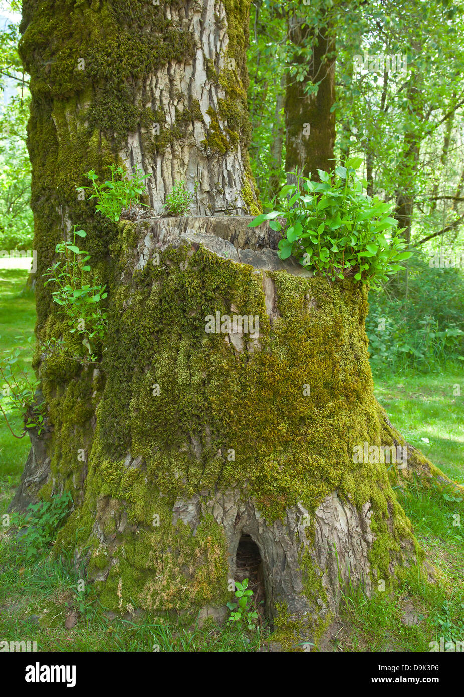 Old tree with new leaves hi-res stock photography and images - Alamy