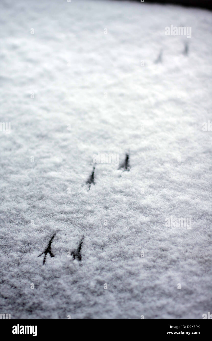 winter season snow cold foot footprints animal bird prints Stock Photo ...