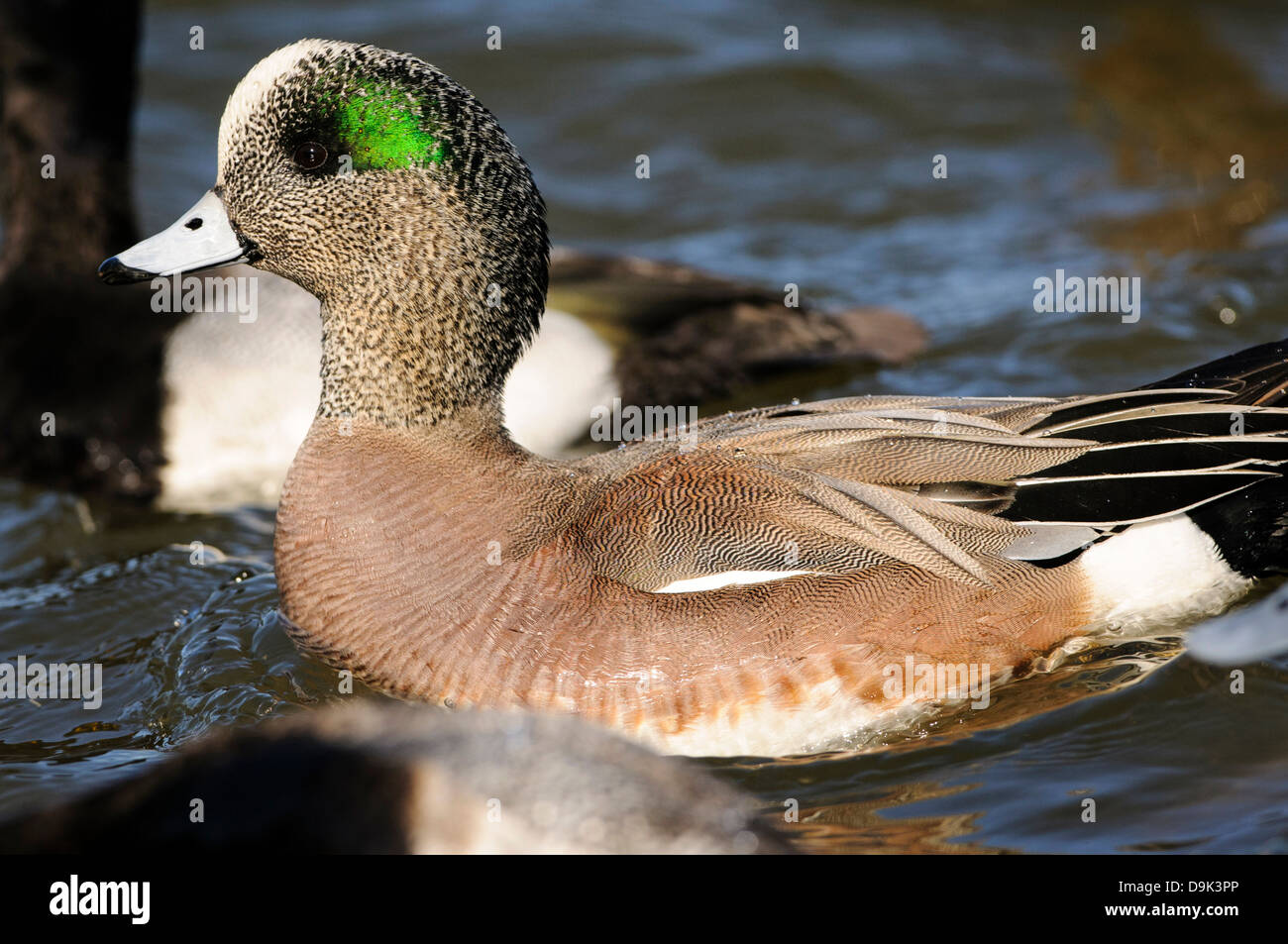american widgeon or baldpate duck Anas americana Stock Photo - Alamy